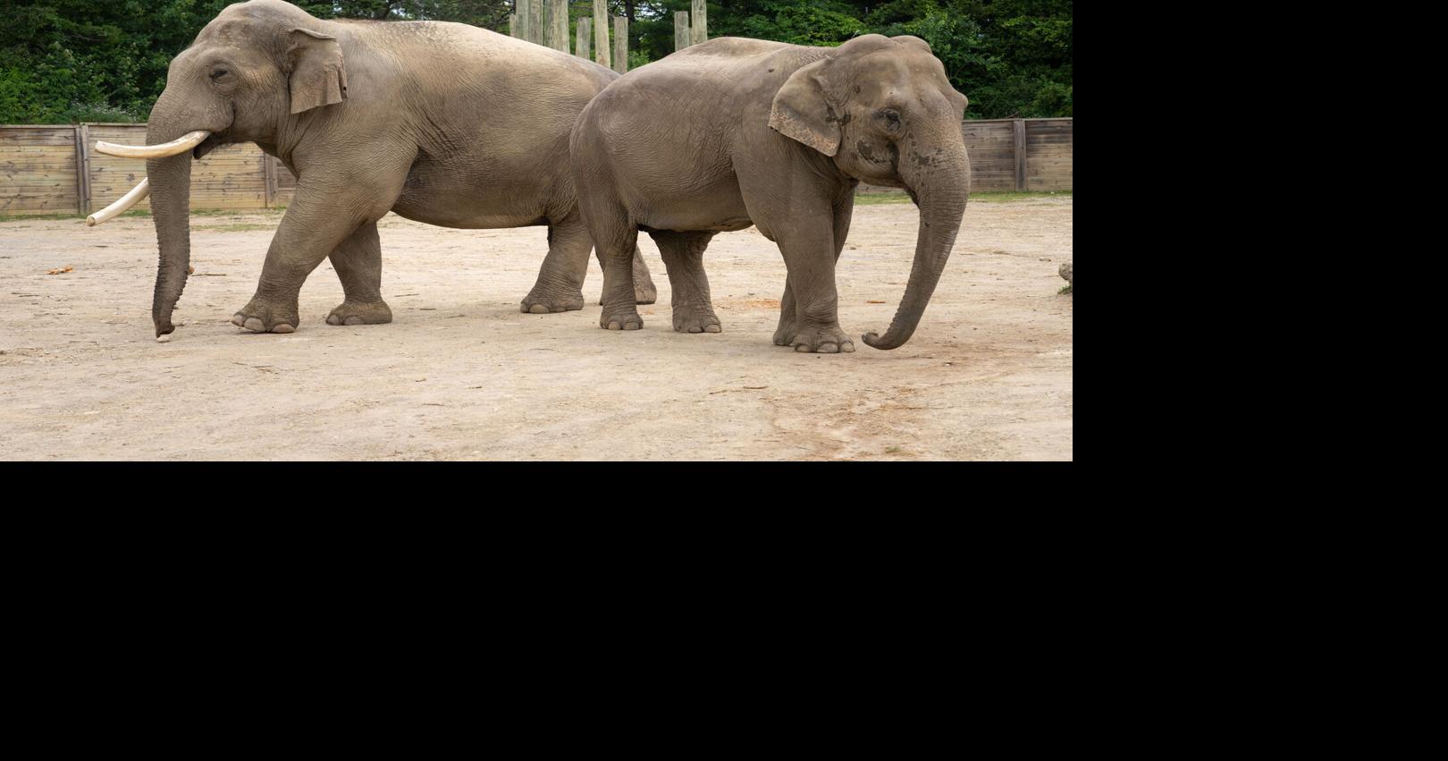 Tulsa Zoo will soon welcome two new Asian elephants to new Elephant ...