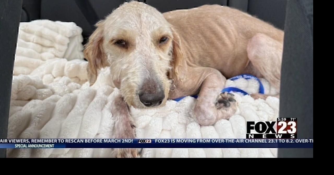 Wagoner County DA files charges in controversial animal neglect case ...