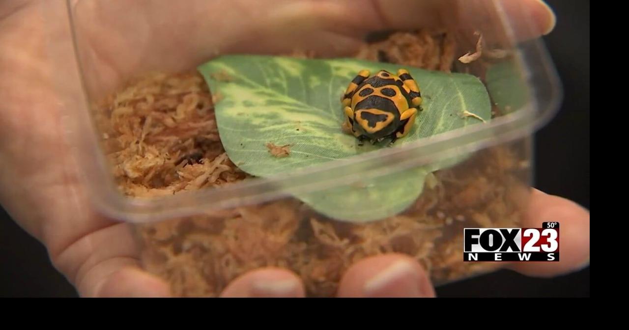 Tulsa community showcases exotic animals at Oklahoma Reptile Show ...
