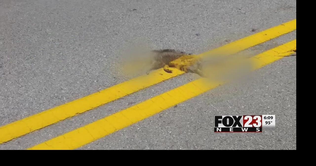 Tulsa crews accused of painting over roadkill in city streets | News ...