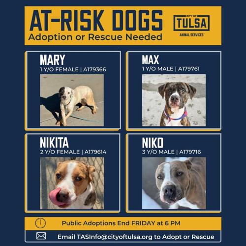 Tulsa Animal Services shares list of dogs at-risk | News | fox23.com