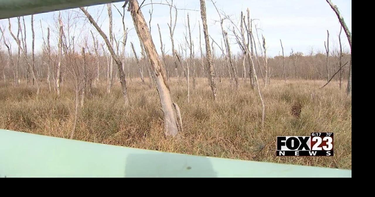 Tulsa Zoo opens new Asian elephant preserve yard | News | fox23.com