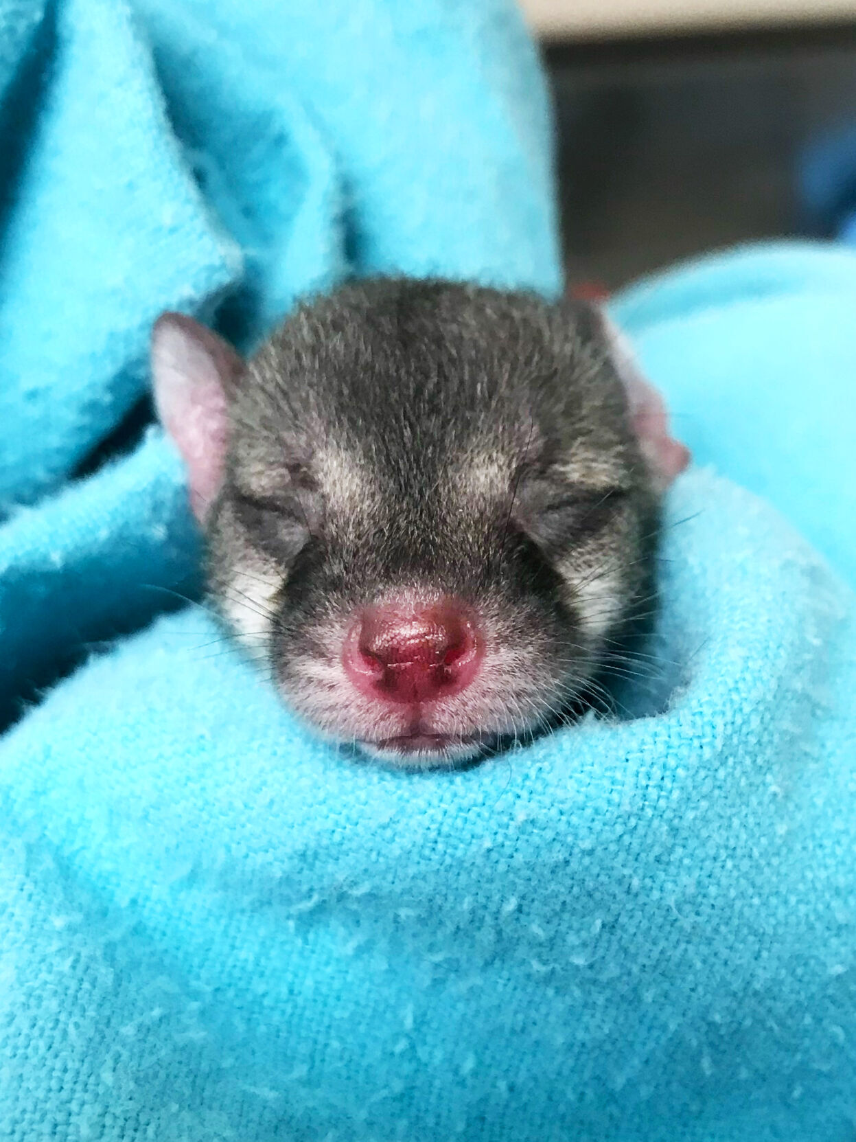 PHOTOS: Meet the baby African Spotted Genet born at the Memphis Zoo ...