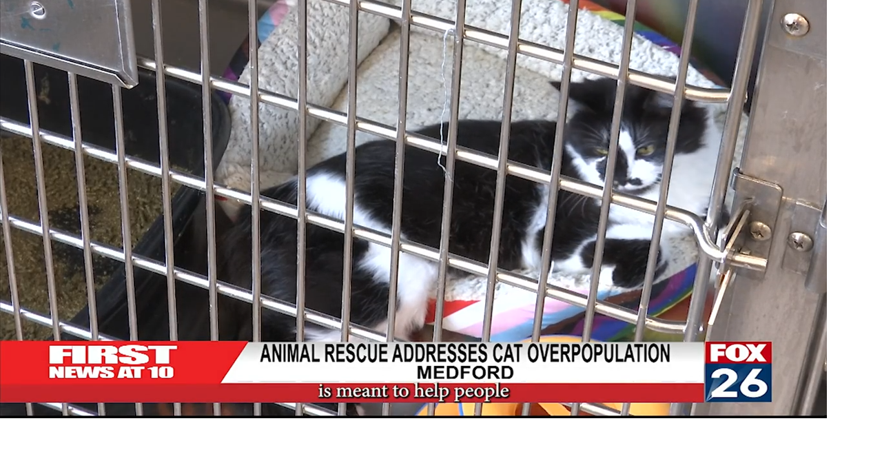 Animal Rescue Addresses Cat Overpopulation | Local | fox26medford.com