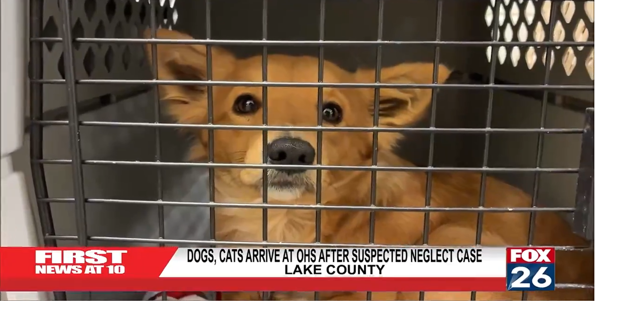 Dogs, Cats Arrive at OHS After Suspected Neglect Case | Local ...