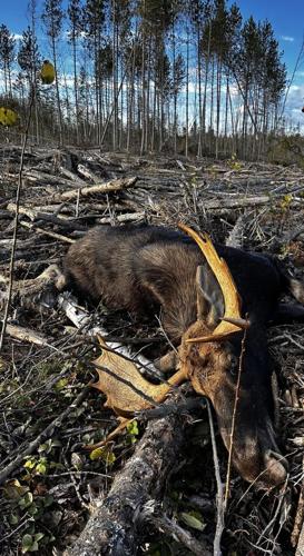 Warden Service seeks persons responsible for illegal moose killings ...