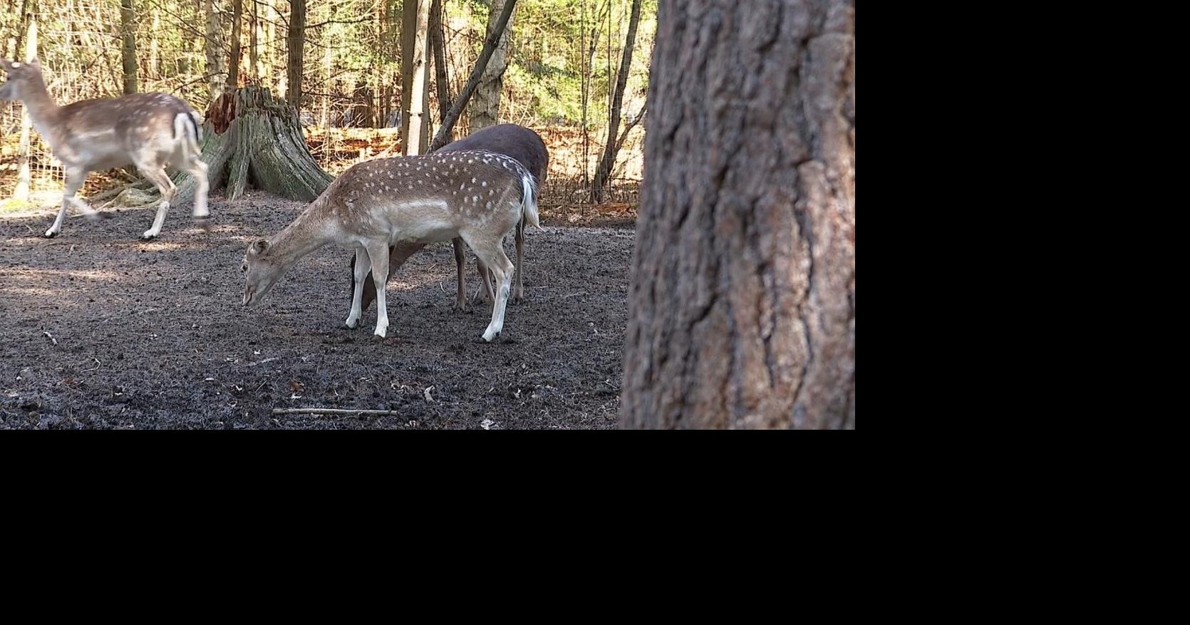 Maine antlerless deer permit lottery results announced | Local News | foxbangor.com