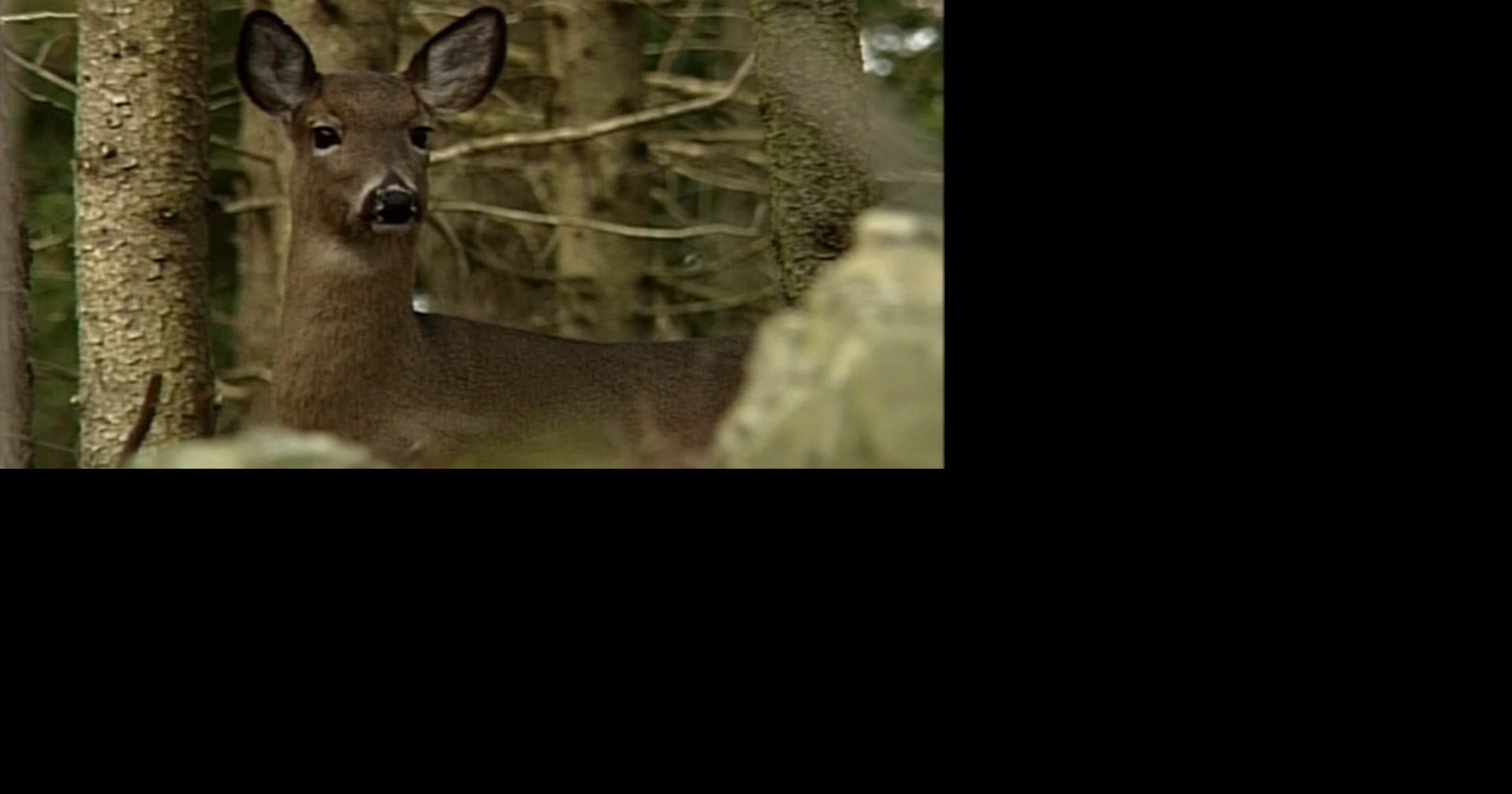 Operation Game Thief offering reward for info on deer left to waste in ...