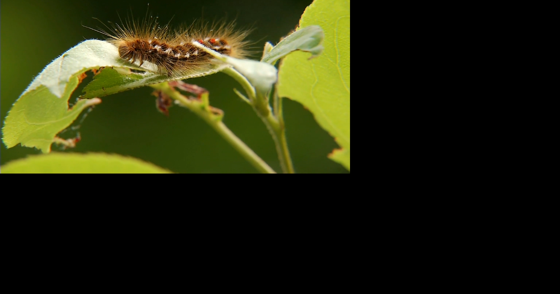 Tips to reduce Browntail moth hair exposure in Fall | Local News ...
