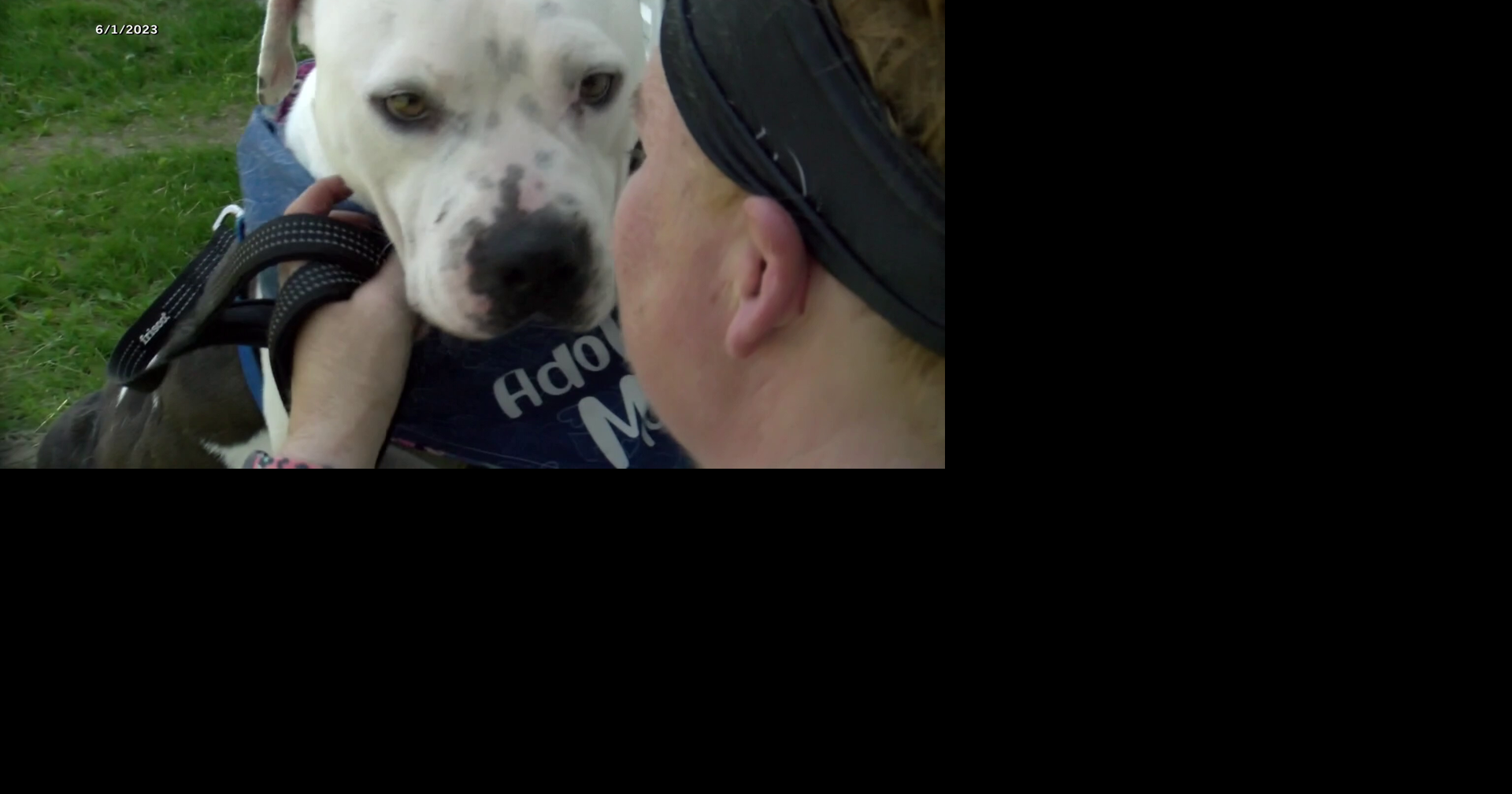 Dogs taken from Coastal Dreams Rescue may soon be up for adoption ...