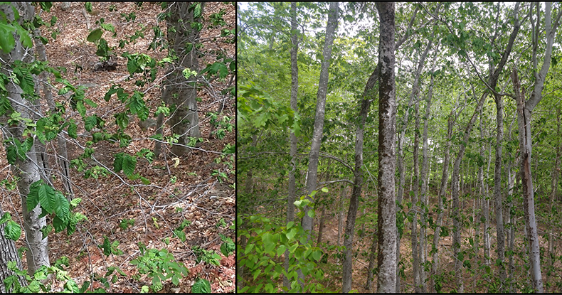 Beech leaf disease spreading statewide, killing saplings | Local News ...