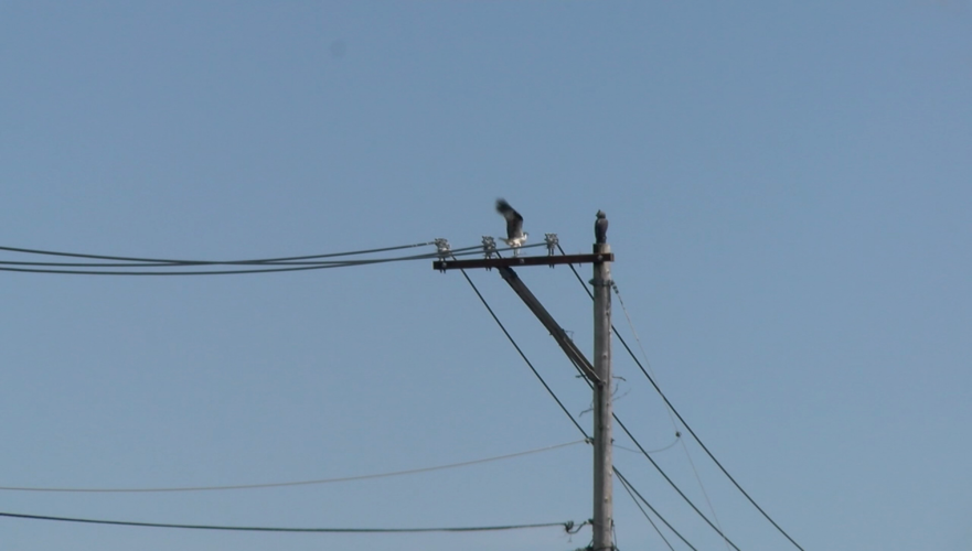 Ospreys nesting on utility poles causing outages across coastal ...
