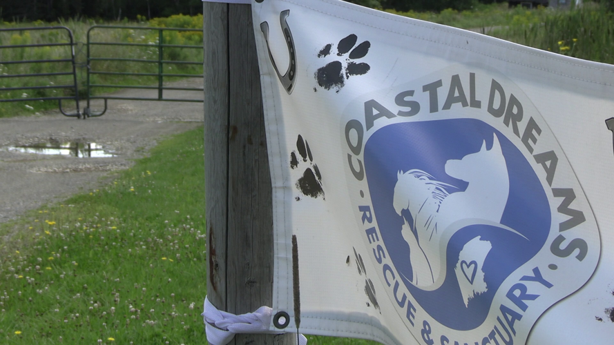 Dogs taken from Coastal Dreams Rescue may soon be up for adoption ...