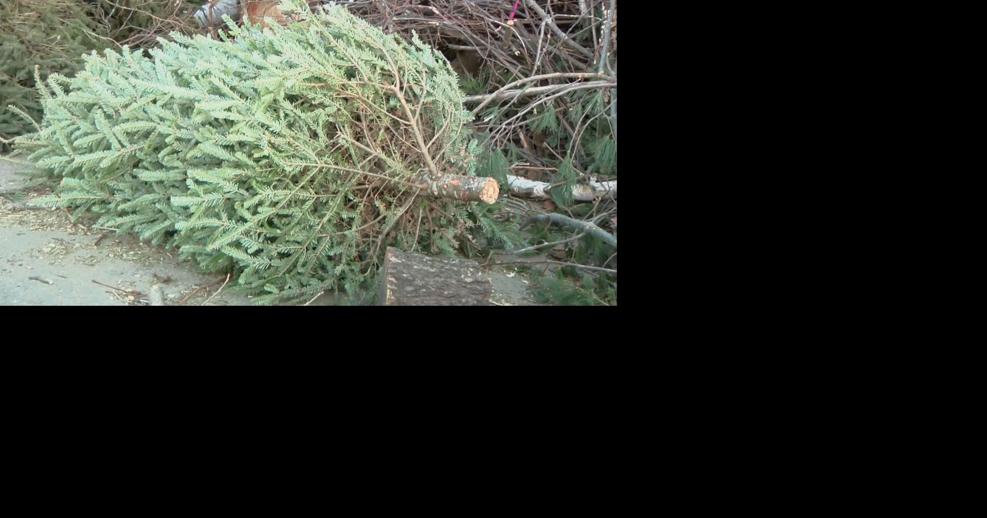 Bangor Public Works offers post-holiday tree recycling, cleanup options ...