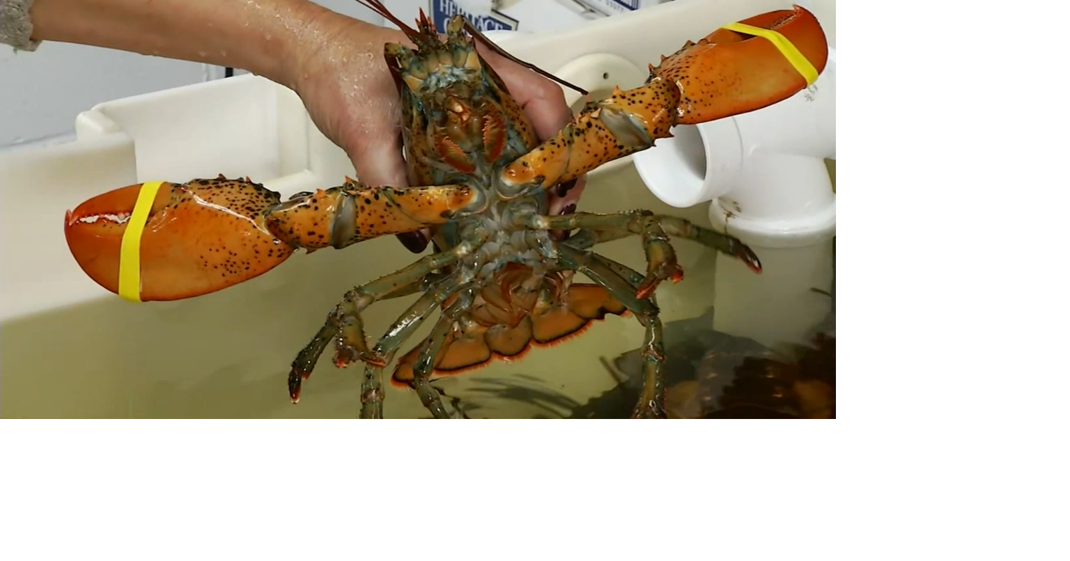 New size regulations for lobsters | Local News | foxbangor.com