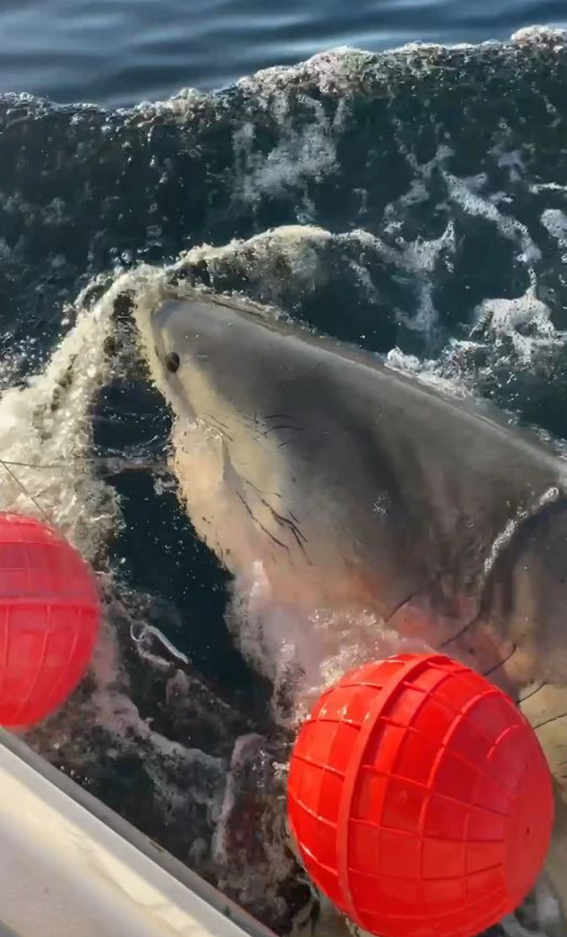 Largest great white shark in Atlantic returns to Florida coast ...