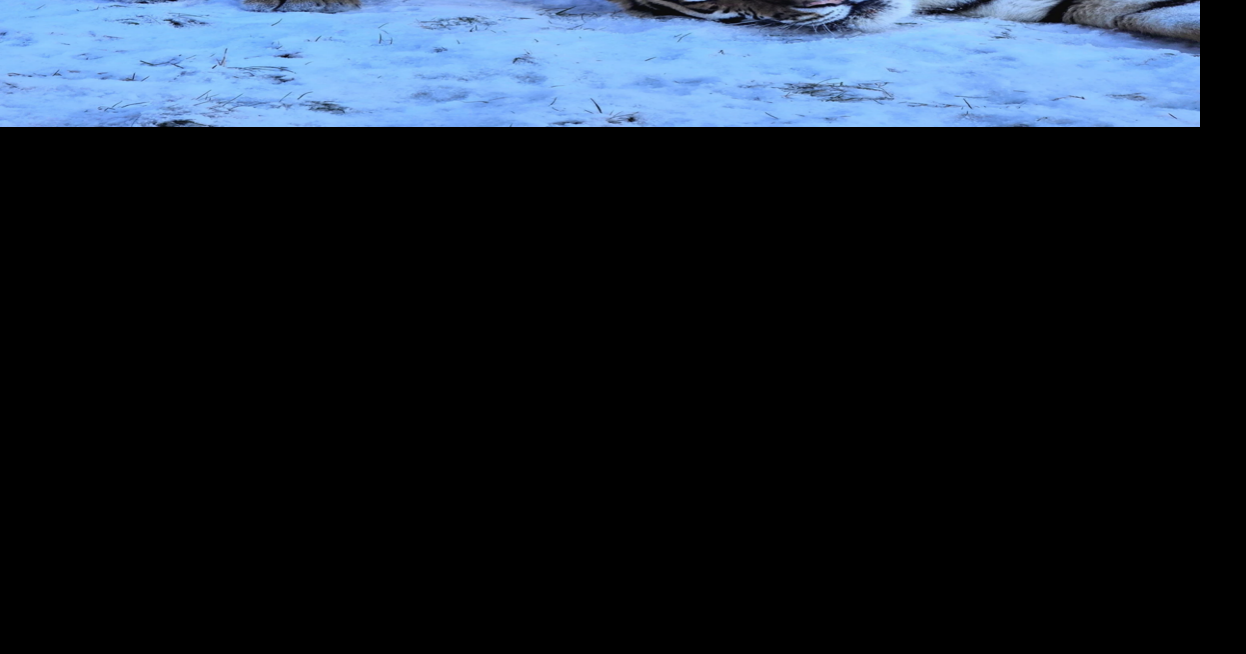 Tiger cubs enjoy their first snow day | National | foxbangor.com