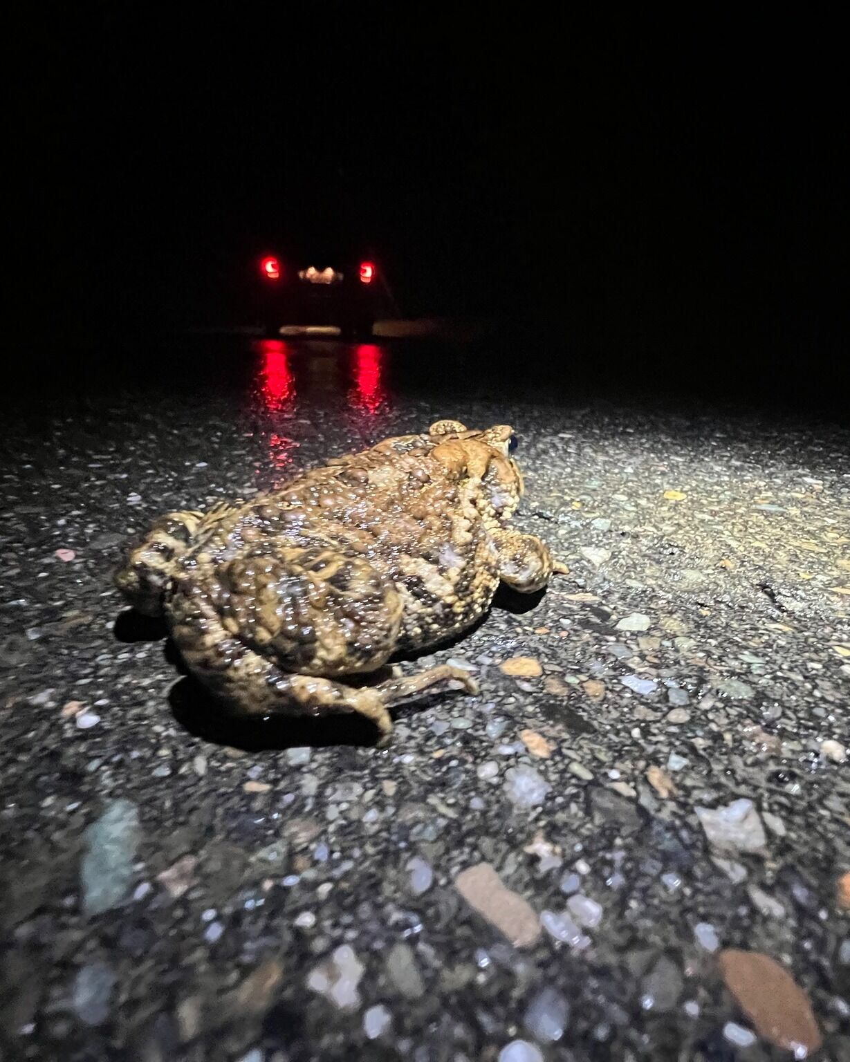 MDIFW urges drivers to use caution for critters during spring "Big ...