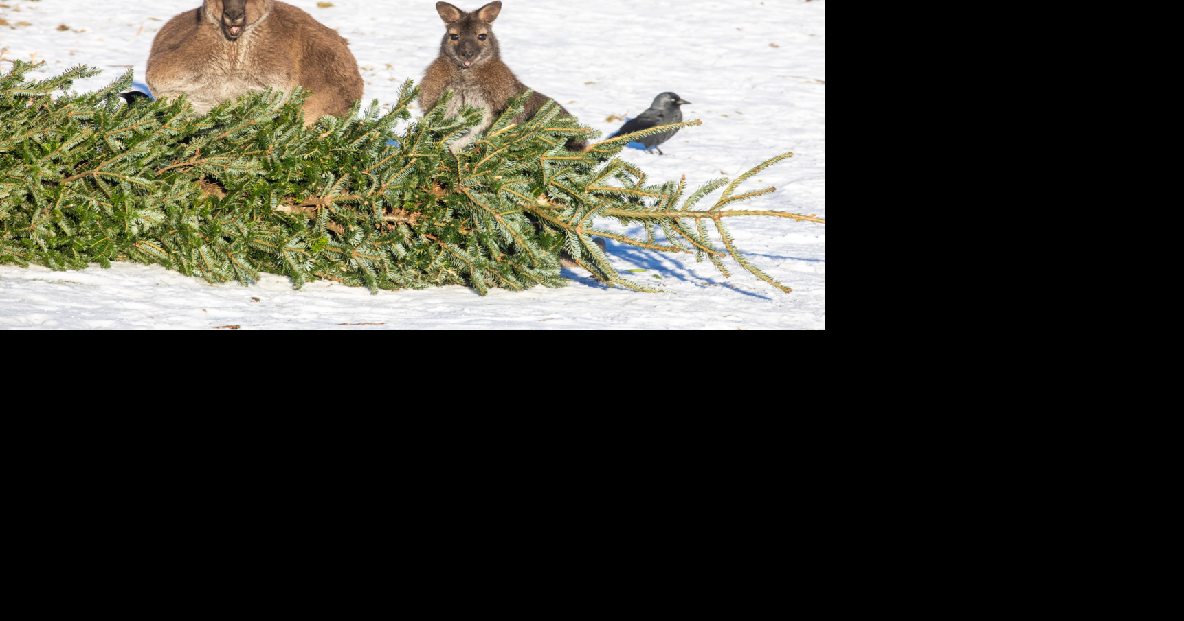 Kangaroos and wallabies enjoy munching on used Christmas trees ...