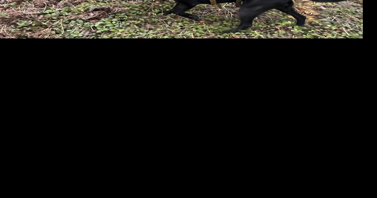 Warden Service K9 team locates 91-year-old lost in the woods | Local ...