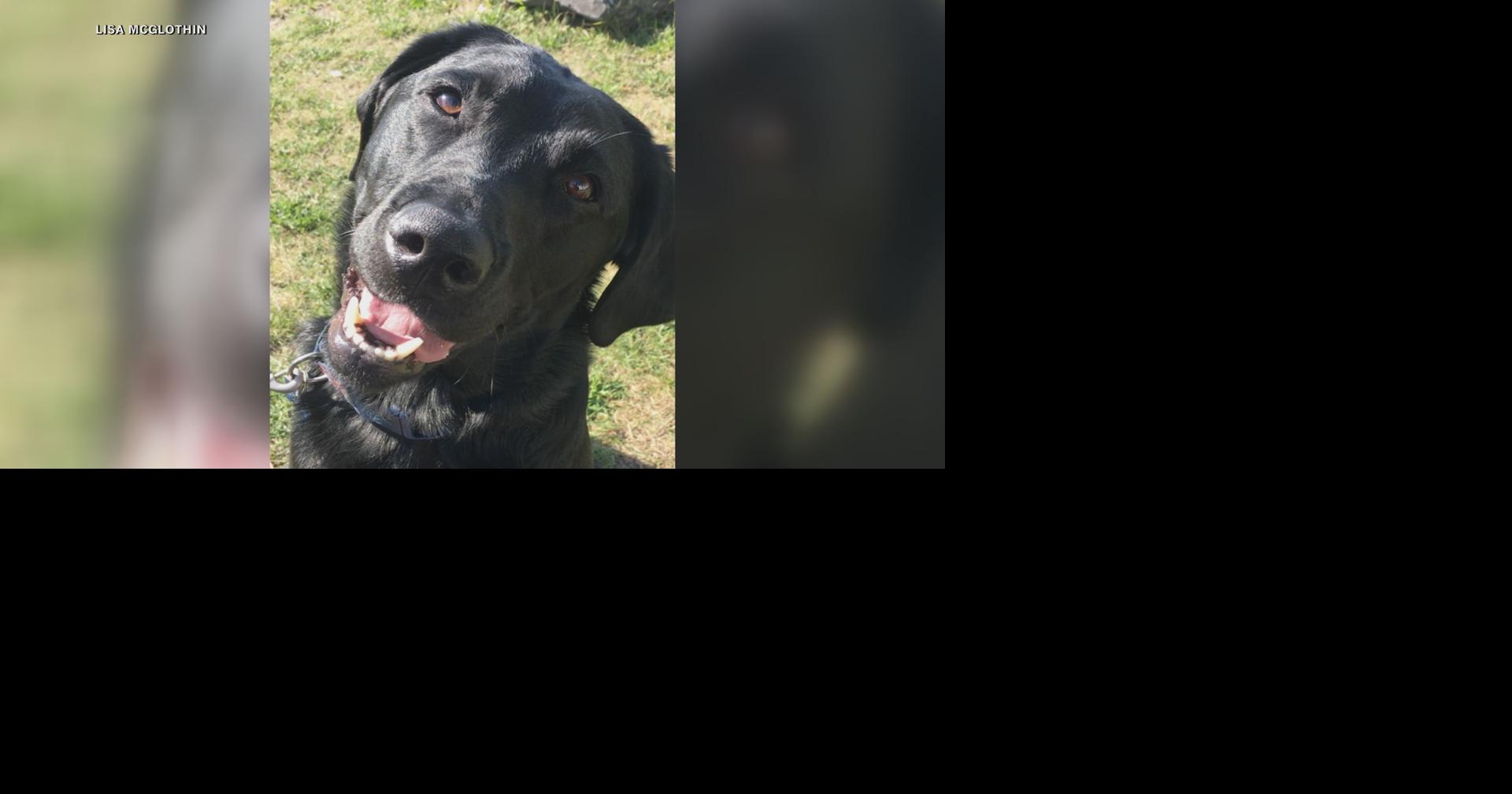 New pet justice law proposed in Maine | News | foxbangor.com