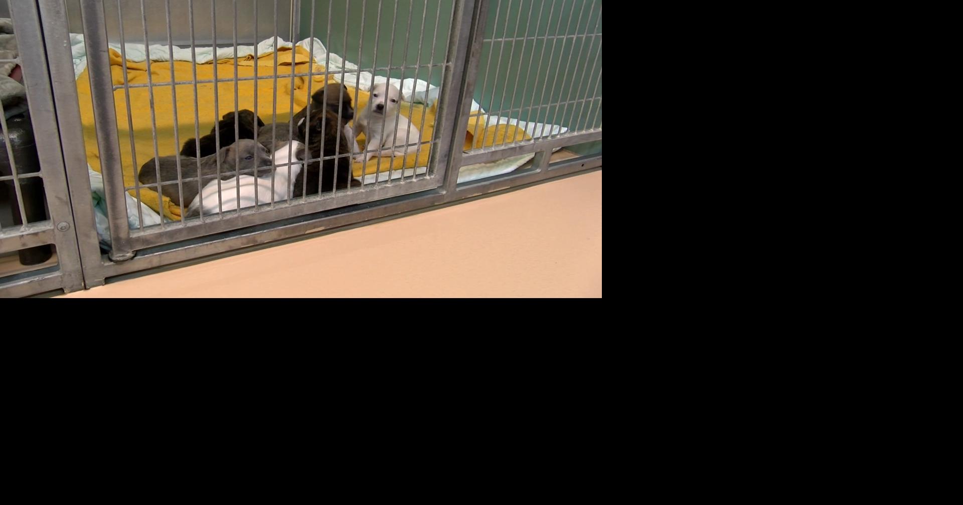 Waterville animal shelter experiencing noticeable rise in puppy ...