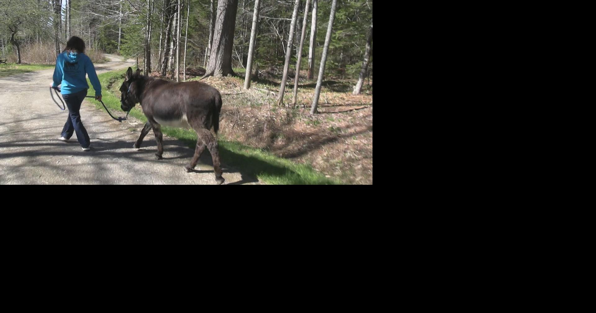 Strolling on a Downeast Donkey Walk | Features | foxbangor.com