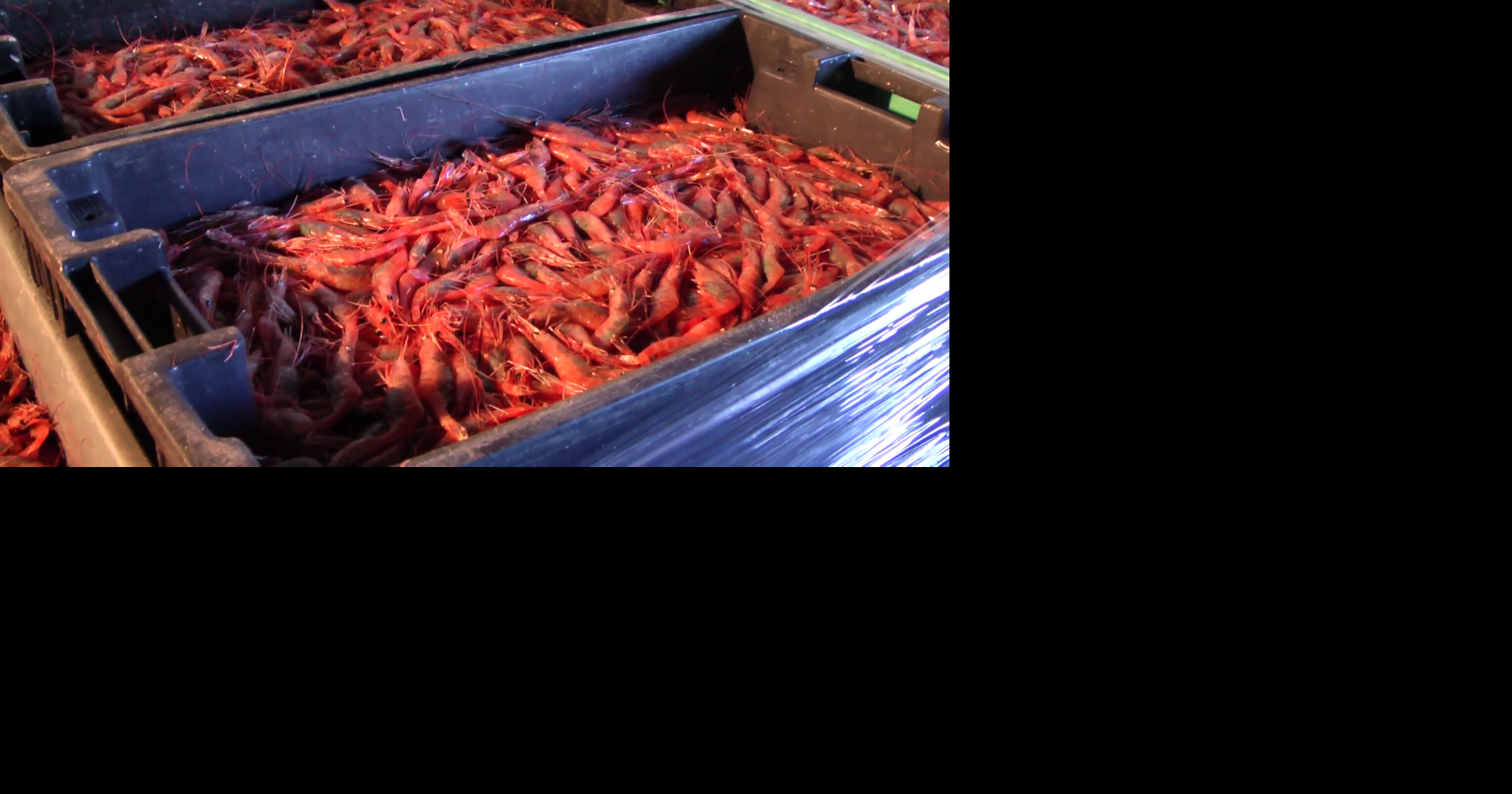 Select group of Maine's fishing industry will get rare chance to catch ...