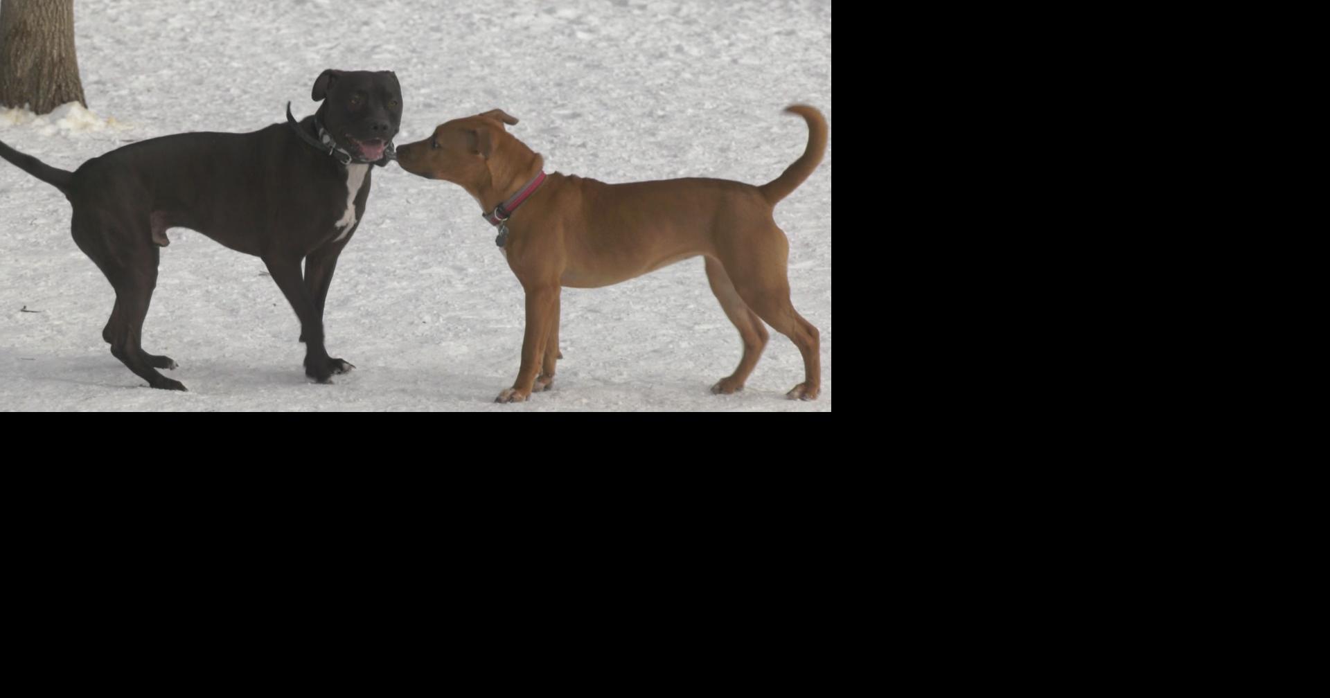 If you're cold, they're cold: How to keep your pets safe this winter ...