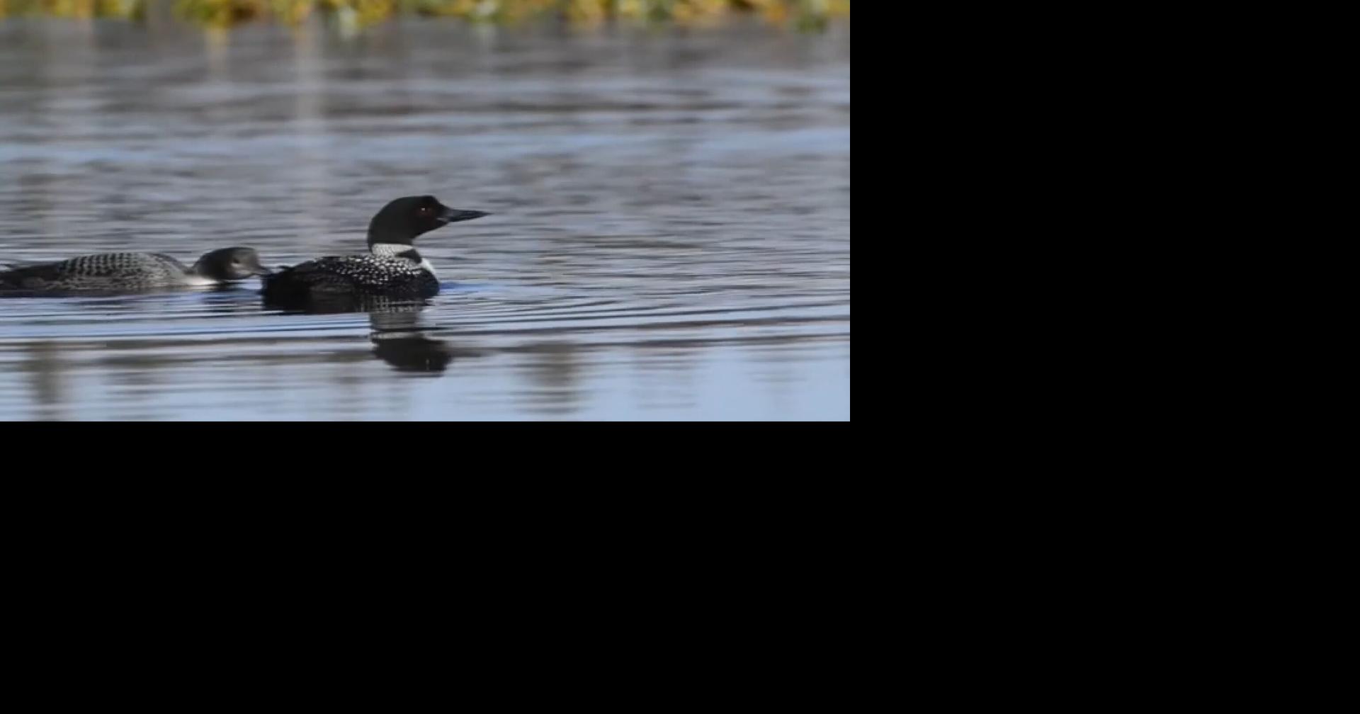 Maine loon count and new protection bill | Local News | foxbangor.com