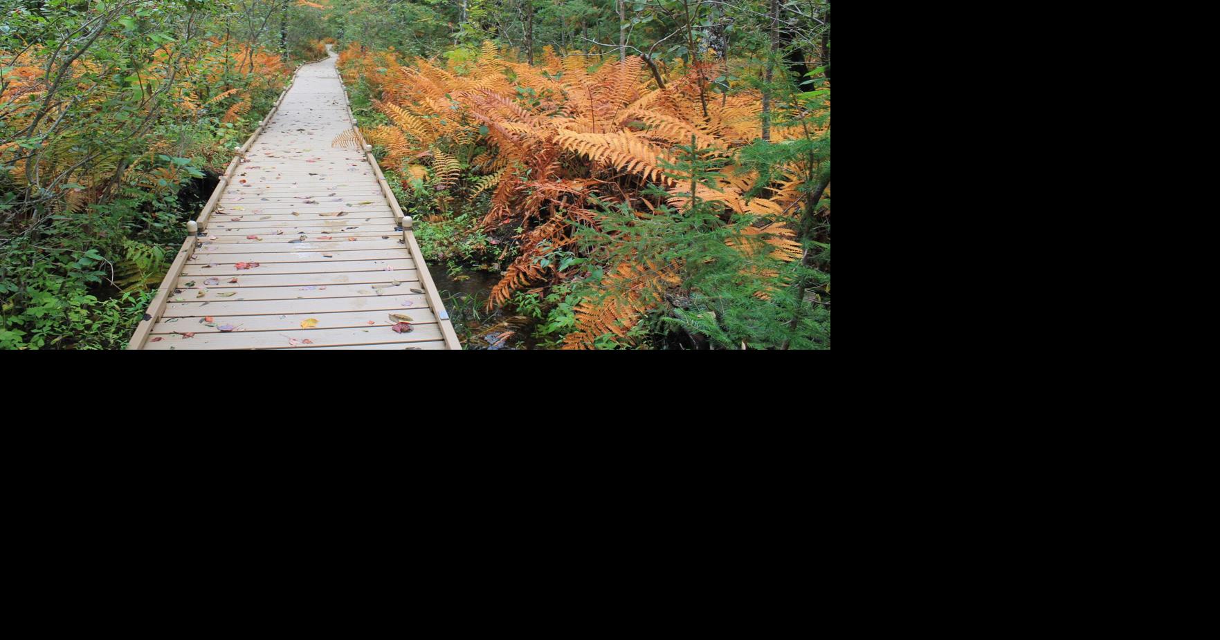 Orono Bog Walk open for the season | News | foxbangor.com