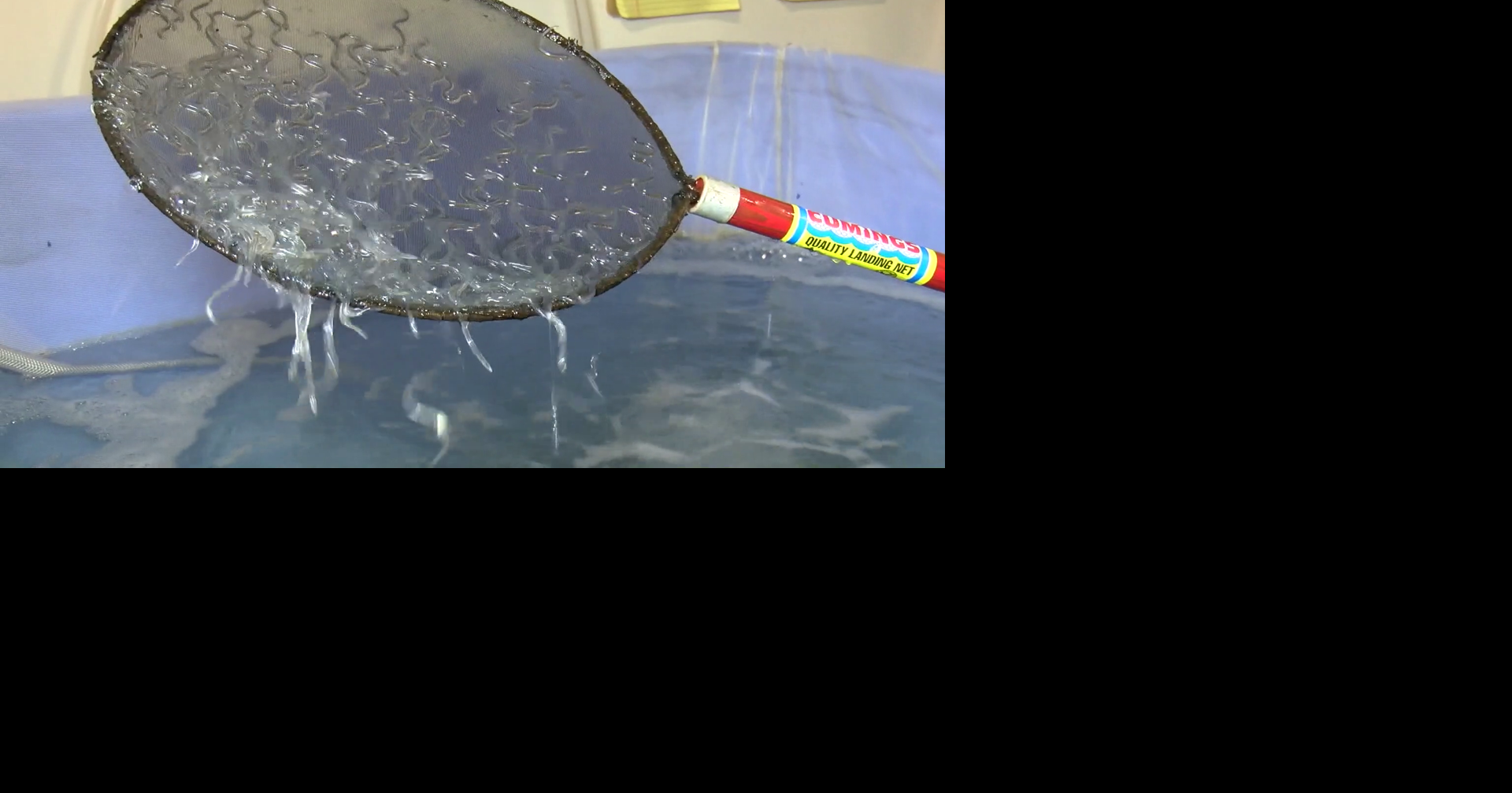 Elver quota change proposal | Local News | foxbangor.com