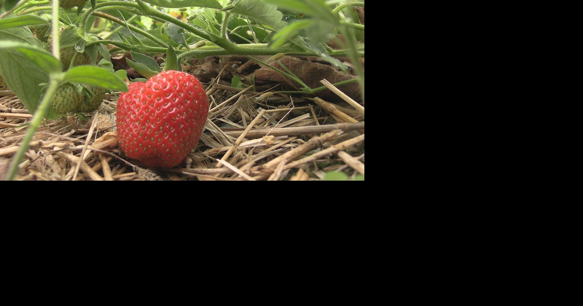 Maine’s Strawberry Season in Full Swing — But Not for Long | News ...