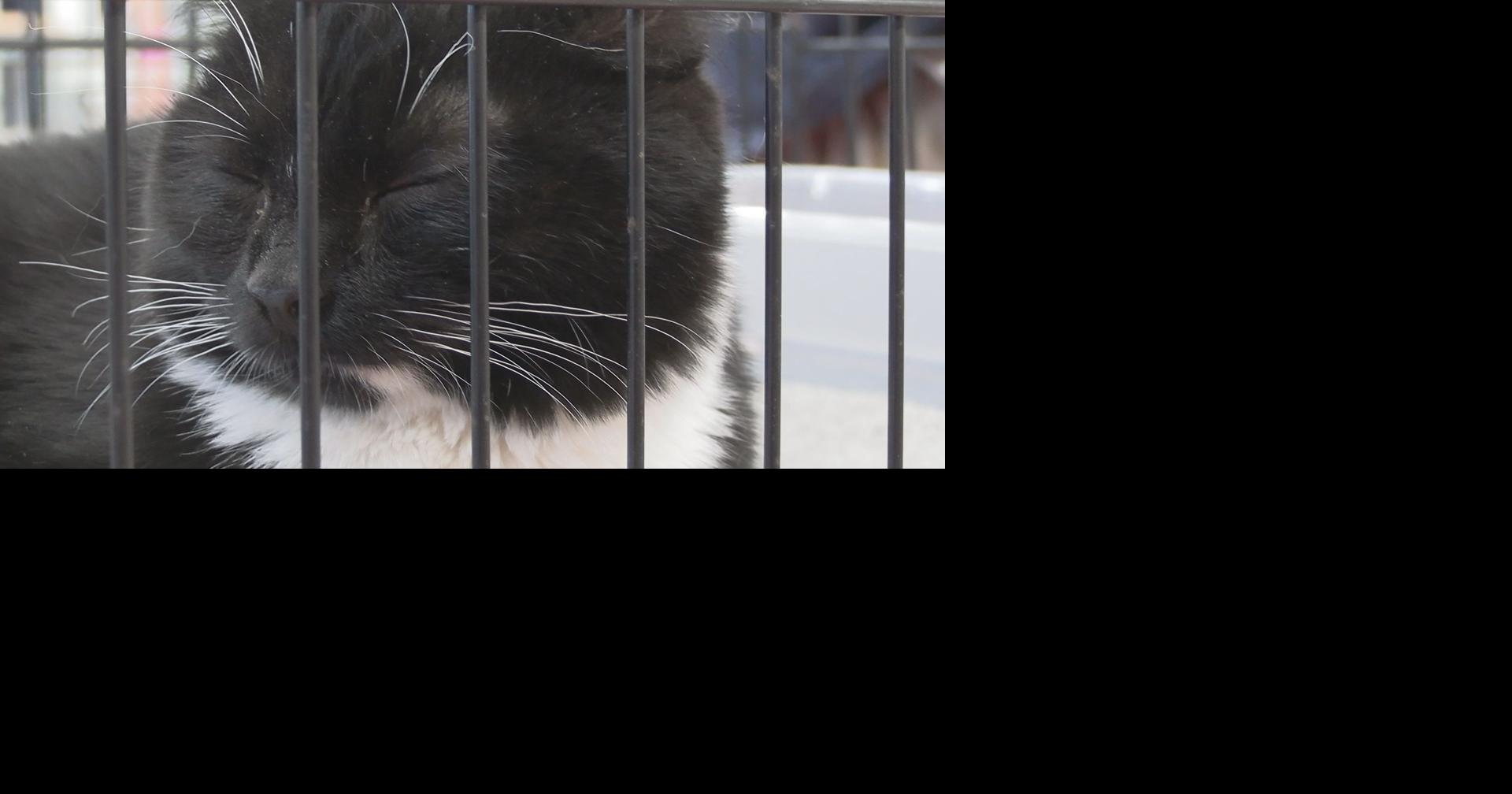 Pixel Fund Animal Rescue has pets waiting for their forever families ...