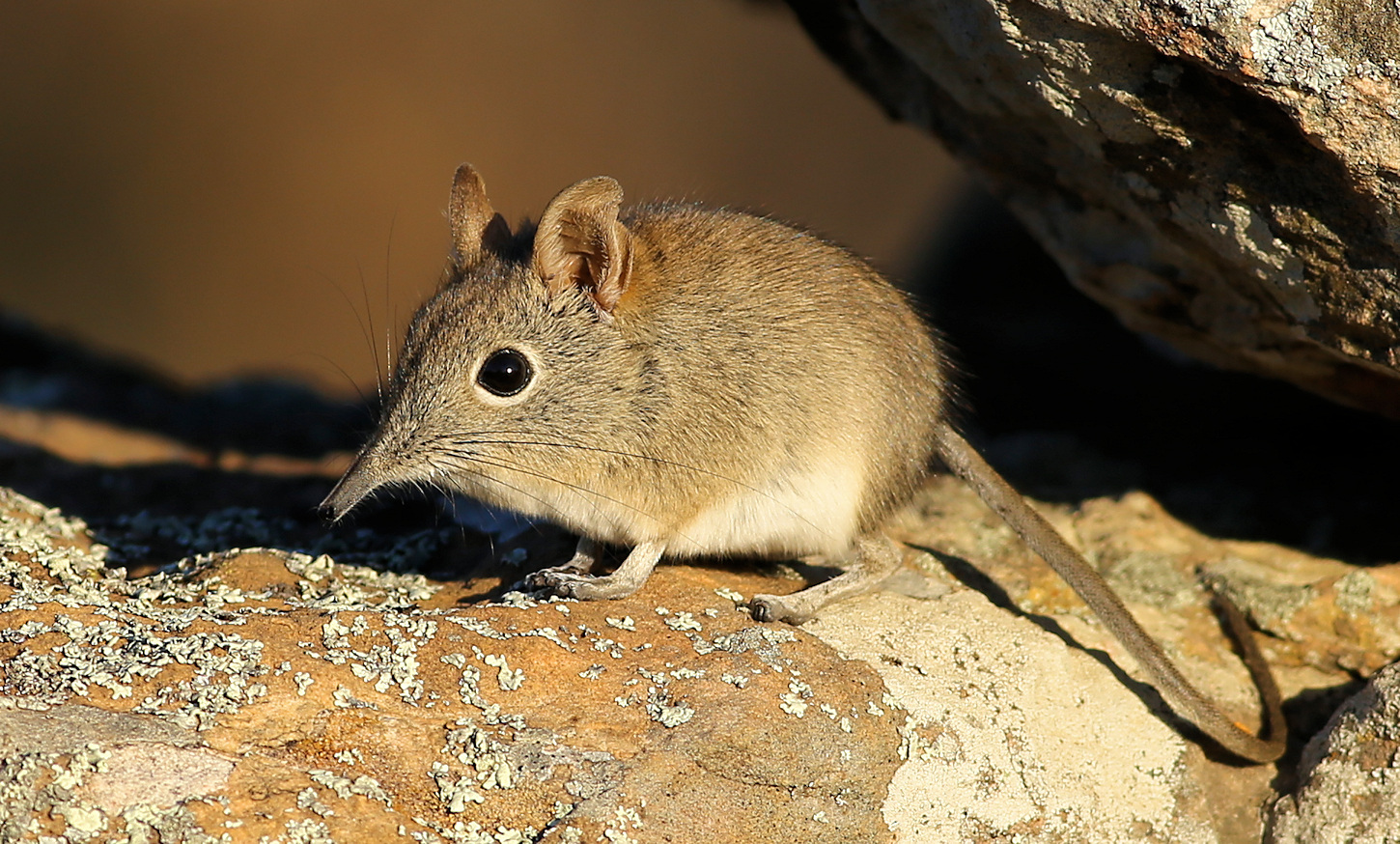 Scientists use digital footprints to track elusive small mammals ...