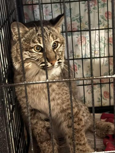 Bobcat injured by car recovering at Saco River Wildlife Center | Local ...