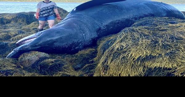 Basking shark found dead on shore in Blue Hill | Local News | foxbangor.com