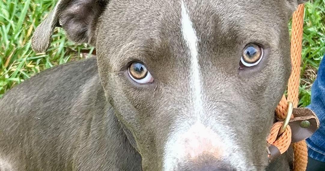 PETS OF THE WEEK | News | franklinfavorite.com