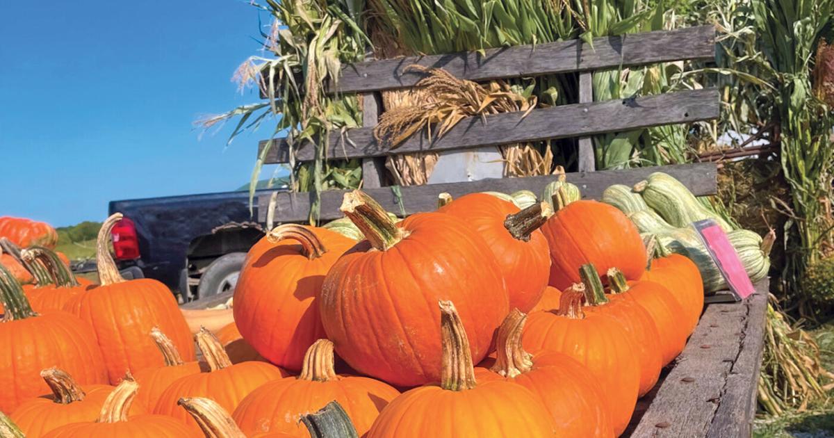 Fall favorite becoming more popular with Kentucky farmers | Features ...
