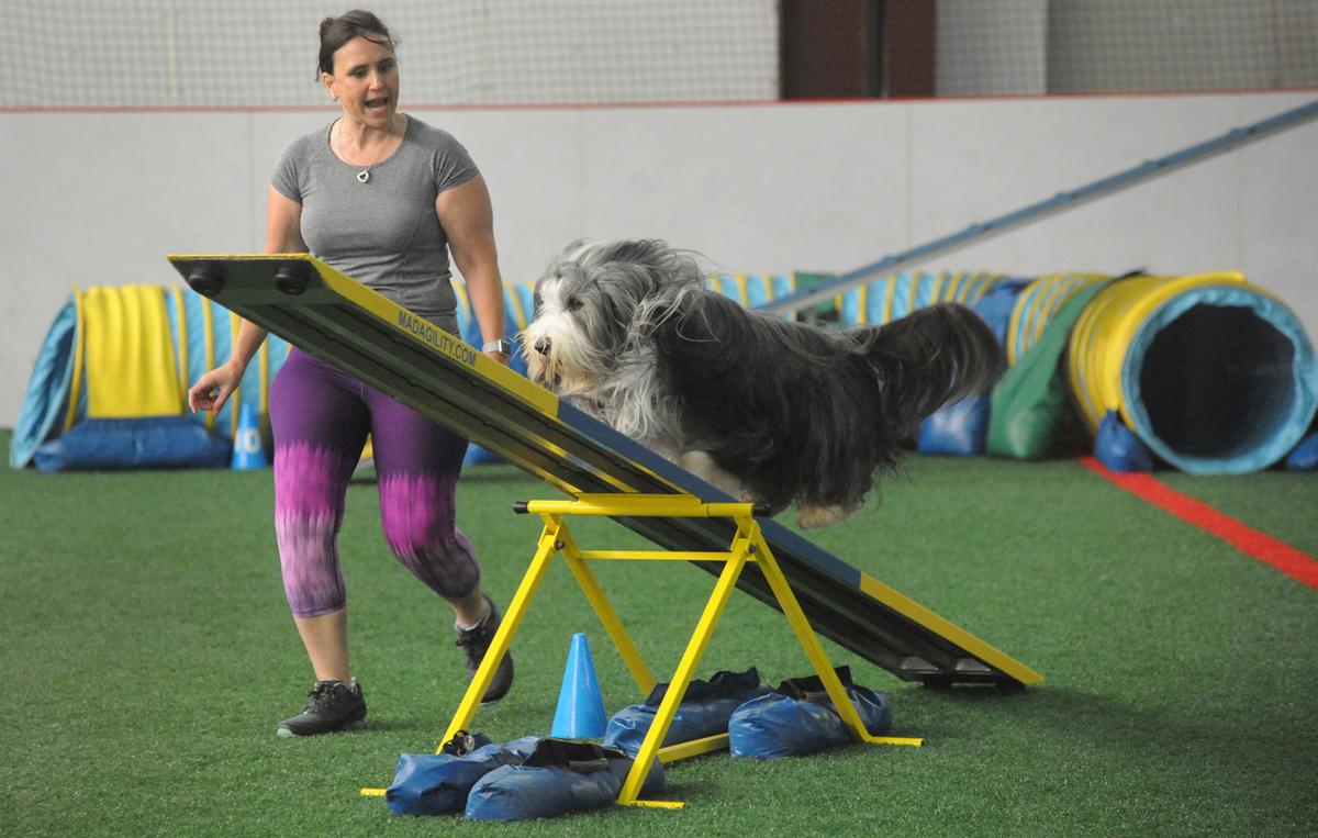 PHOTOS Greater Fredericksburg Kennel Club Agility Trial News photos-greater-fredericksburg-kennel-club-agility-trial-news