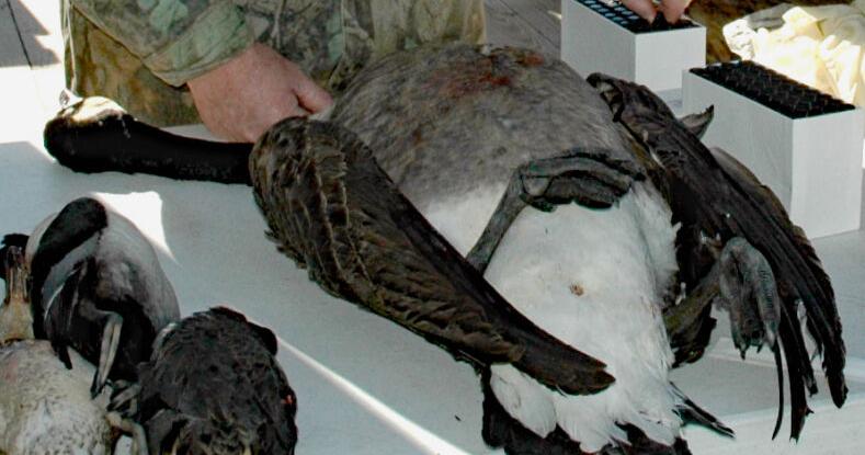 Avian flu impacting Virginia, columnist Ken Perrotte writes