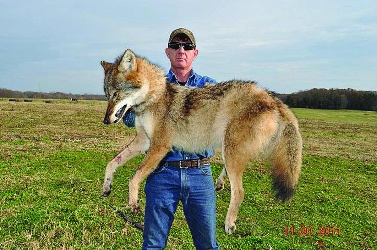 Coyote Wolf Hybrid Appalachia Virginia