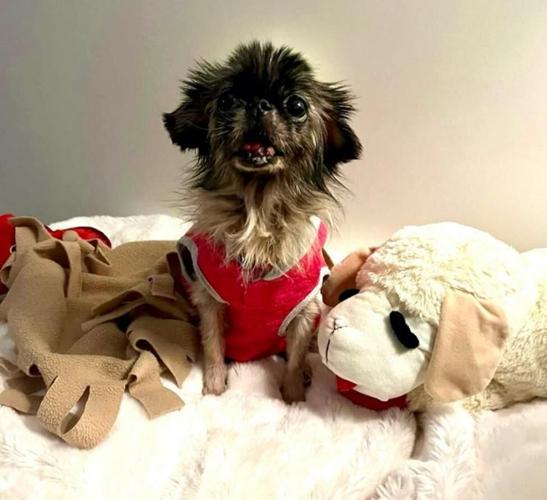 Foster a dog through Old Dominion Humane Society's “Home for the Holidays”