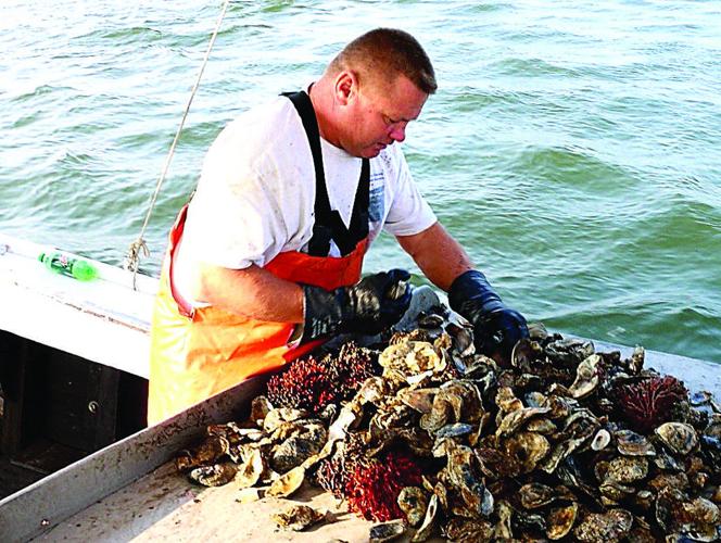 Northern Neck, Middle Peninsula counties use oysters to lure tourists