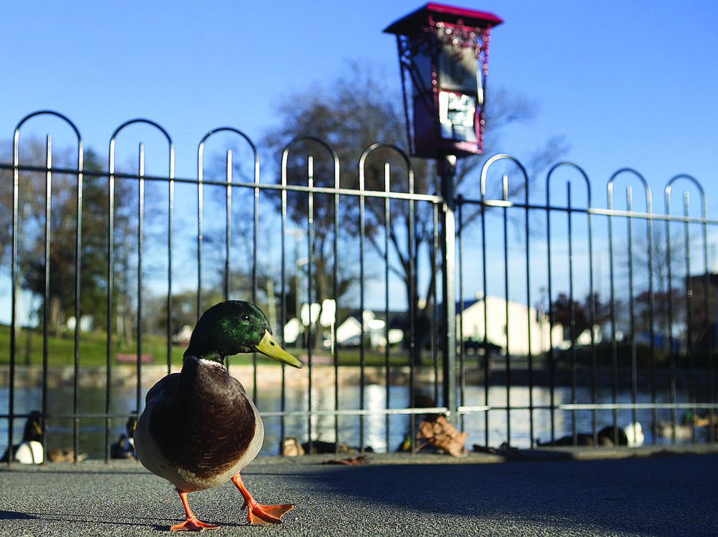 Park deals with messy ducks