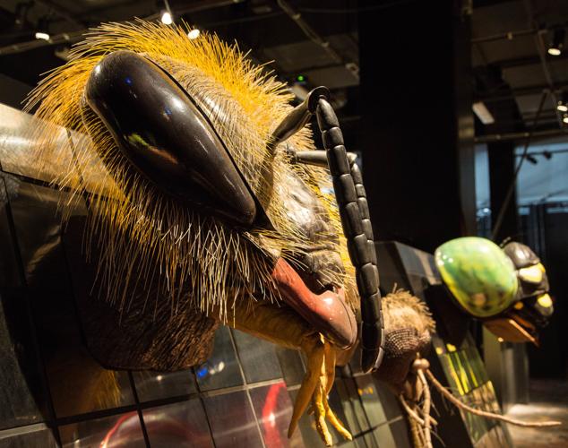 'Giant Insects' exhibit lands at the Science Museum of Virginia