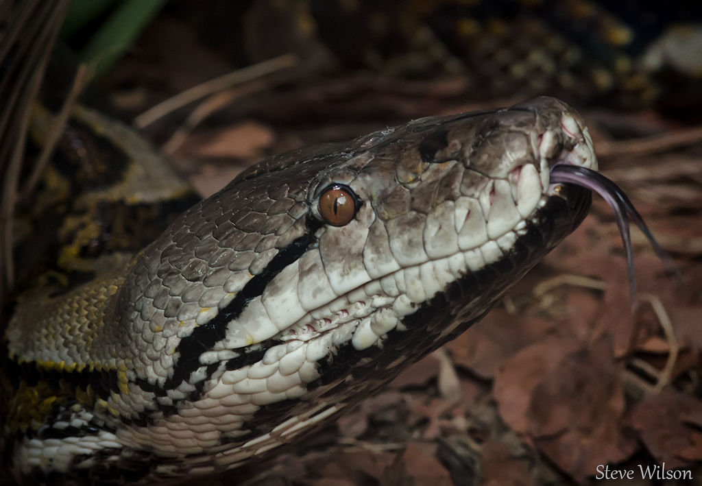 An Indonesian man disappeared. Villagers found his body inside a 23 ...