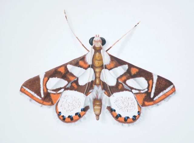 'Night Pollinators' come to light at Science Museum of Virginia