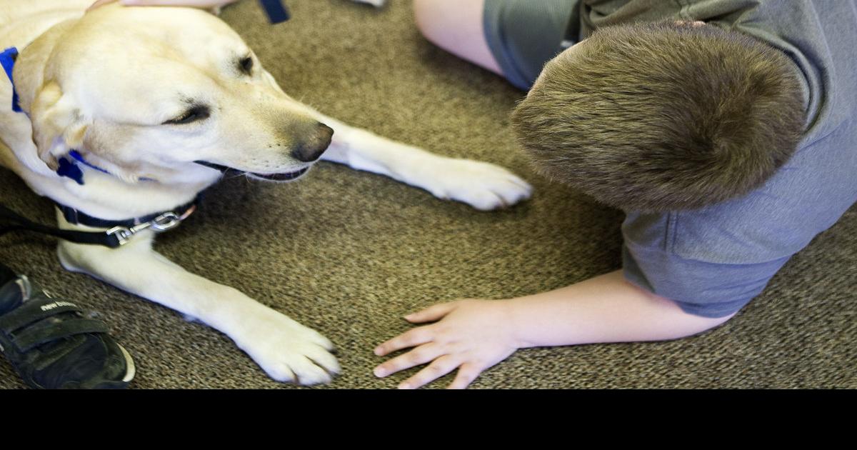 Love on a leash: Yellow Lab helps victims of trauma, autistic kids in ...
