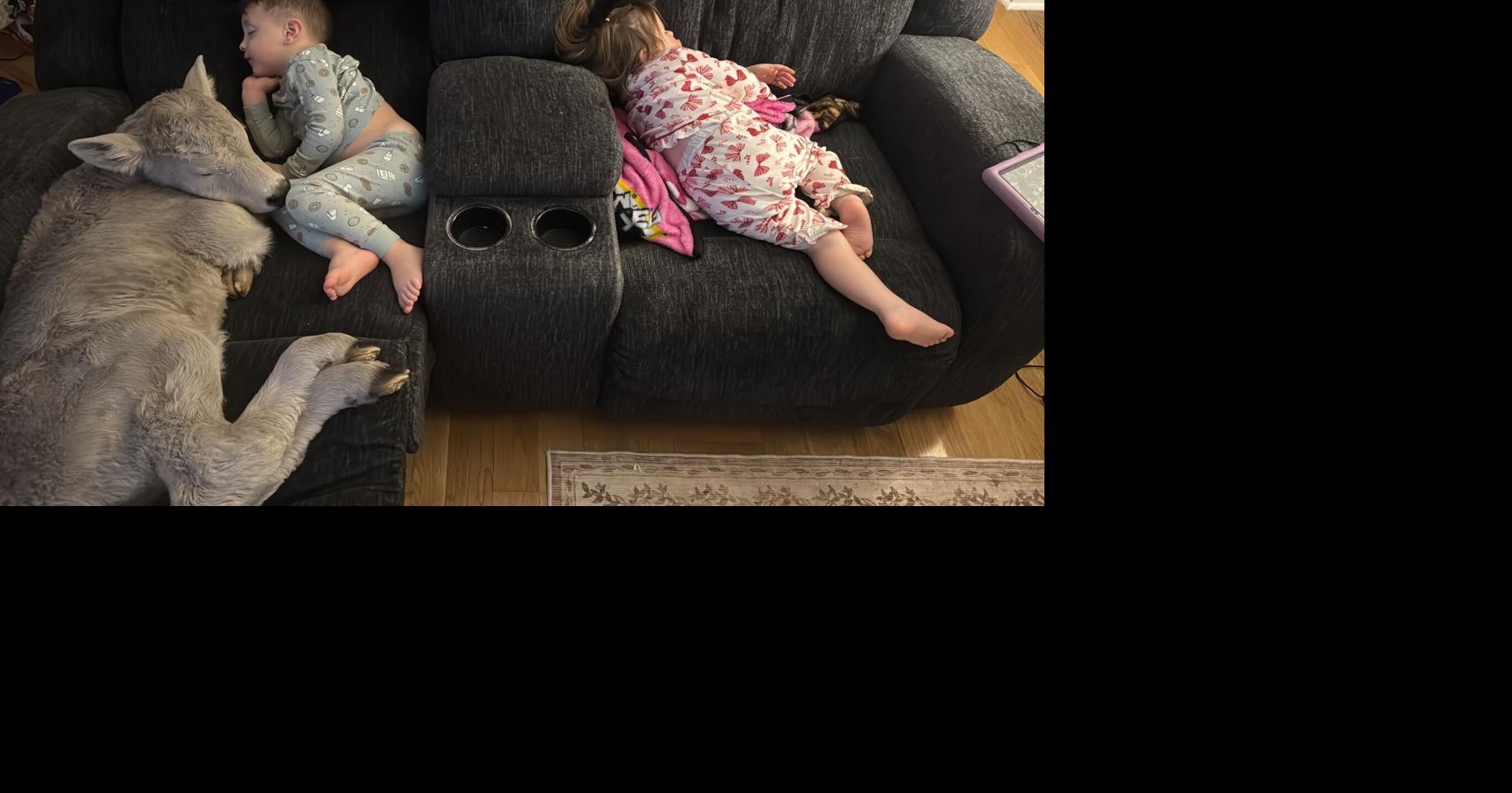 Kentucky family takes in calf struggling in extreme cold